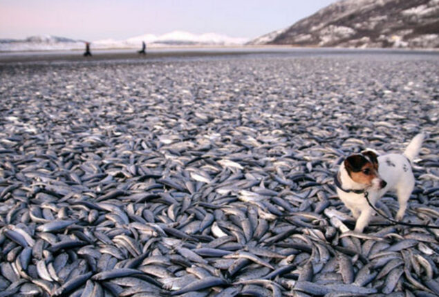 Milioni di pesci si sono arenati nel fiume Darling-Menindee.