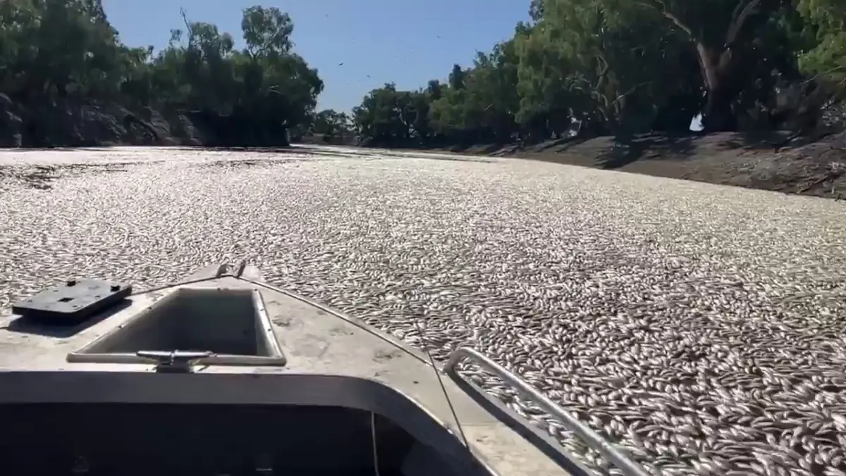 Milioni di pesci si sono arenati nel fiume Darling-Menindee.