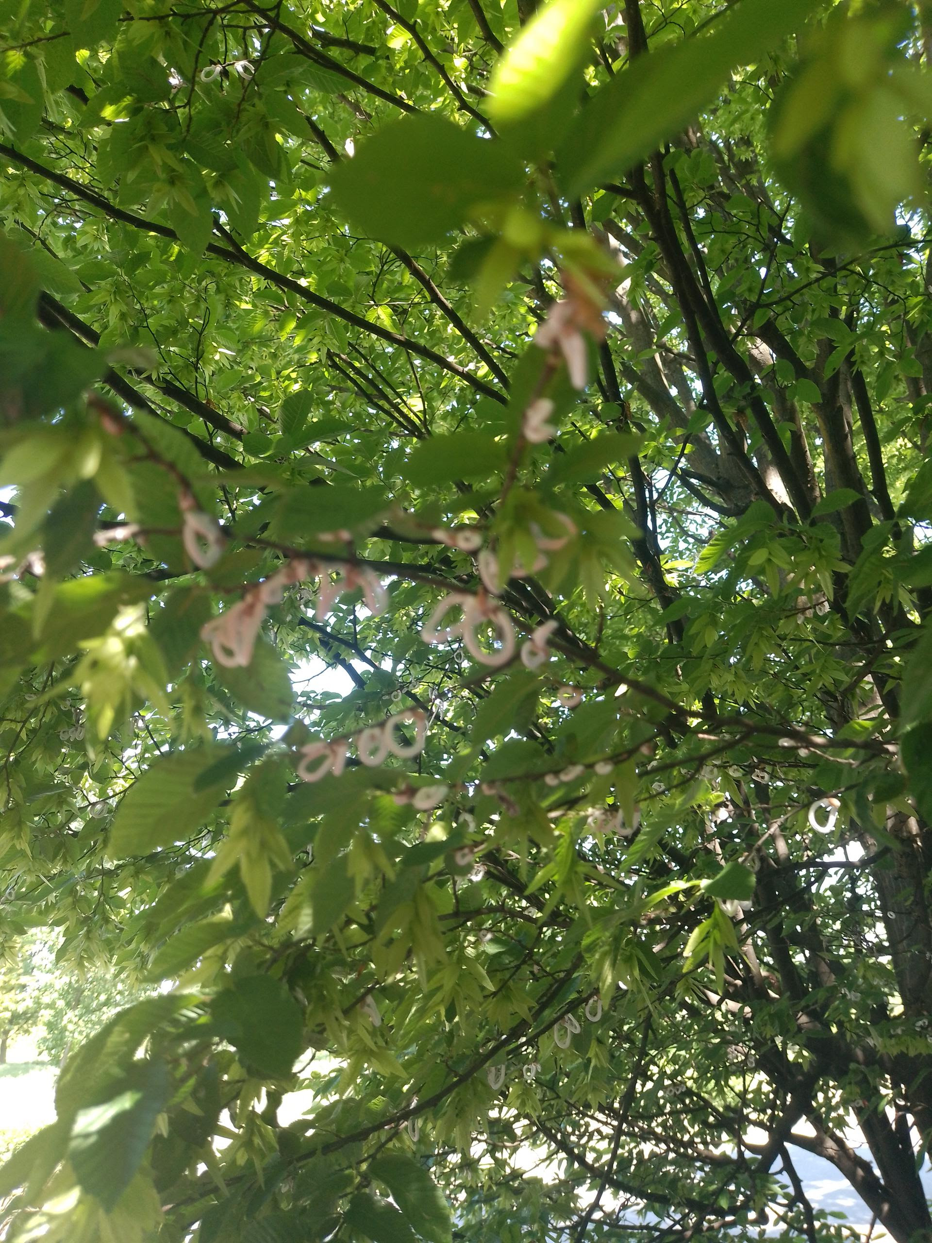 Takahashia japonica debellata in via Pace a Rho. Focolai